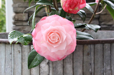 Fishtail Cottage Garden March / April 2017