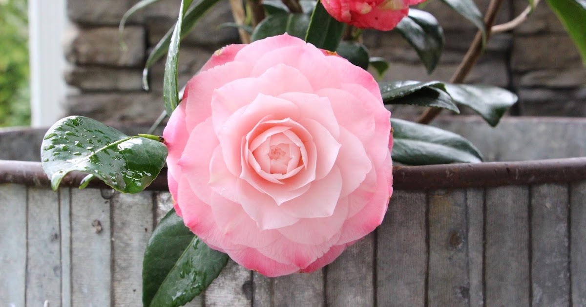 Fishtail Cottage Garden March / April 2017