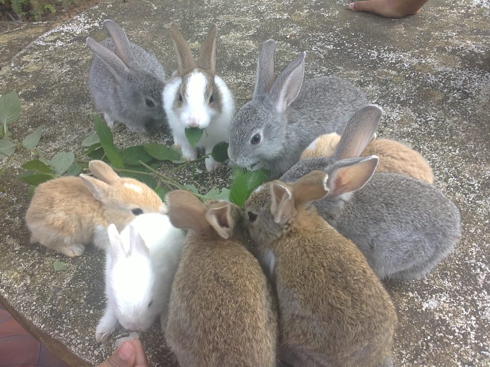 Zoo nEGeri BaWabAT: Arnab-arnabku di Malaysia..