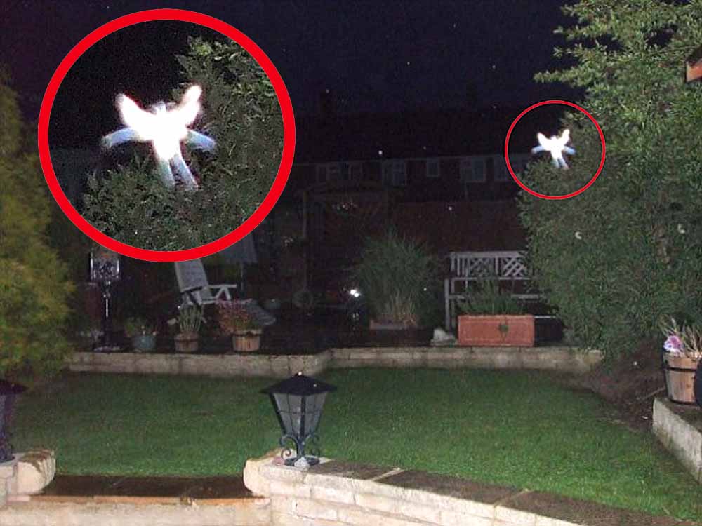 AMAZING MYSTERY VIDEOS: REAL FAIRY SIGHTING CAUGHT ON CAMERA
