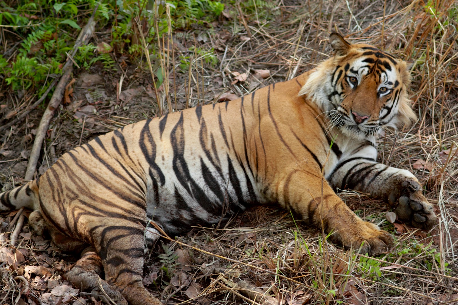 Tigers WildLife Animal Info | All Wildlife Photographs