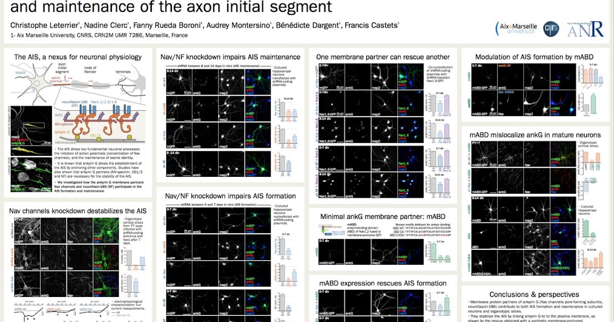 Better Posters: Critique: Establishing axons