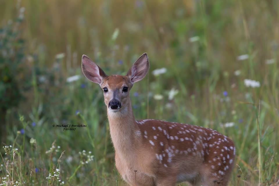 Marian's Hunting Stories, etc., etc., etc...: Some Fawn Sweetness!