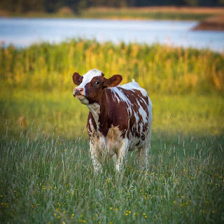 Care and Management of Heifer - AgriCreed