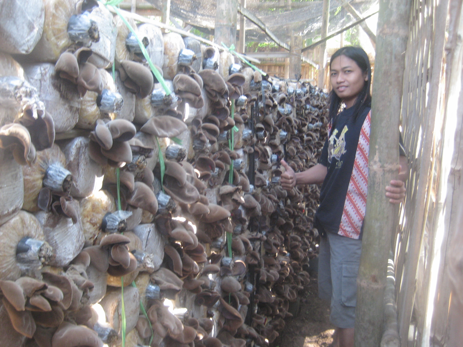 Budidaya Jamur Tiram: Bagaimana memulai usaha Jamur