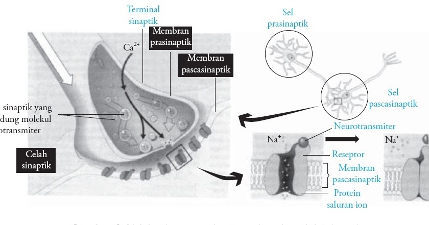 Penghantaran Impuls Saraf Melalui Sinapsis (Antar Sel) | Welcome To My Blog
