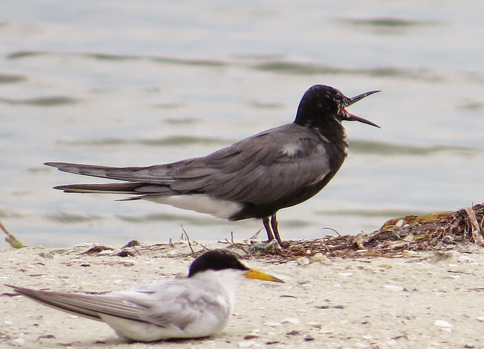 Joan and Dan's Birding Blog: Fall Migration Brings Black Terns, A New ...
