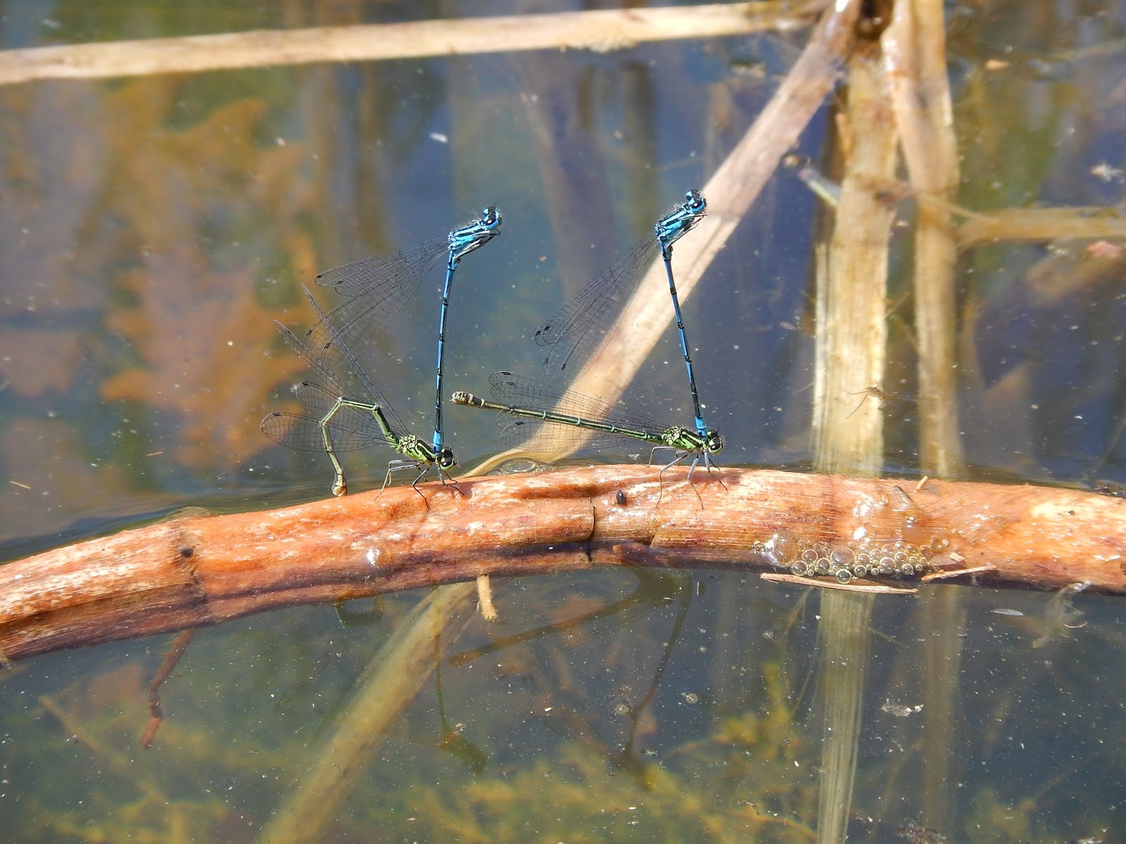 Découvertes Naturalistes: Insectes de la mare