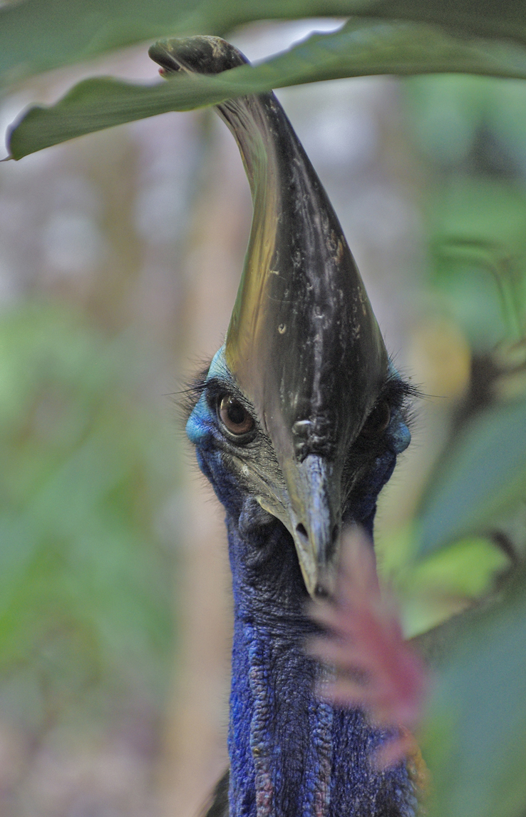 BunyipCo: The Cassowaries