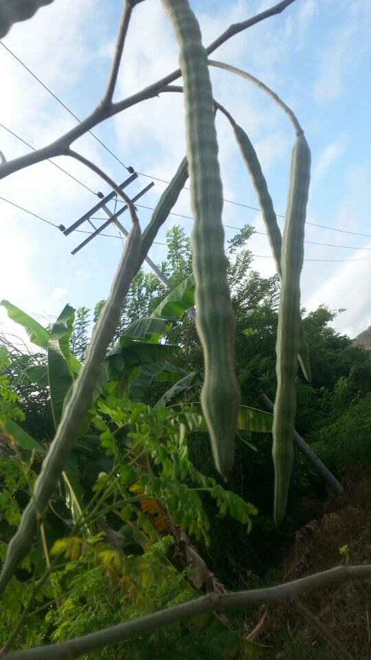 Hamparan Seni: Moringa, Ramungai, Murungai dan Kelor