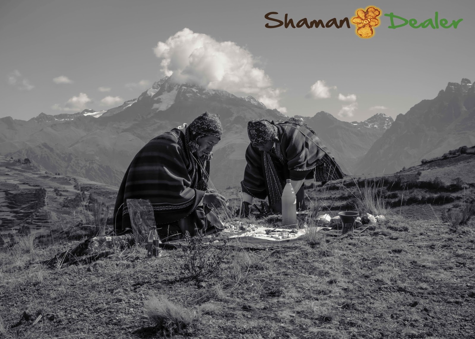 San pedro powder (Echinopsis pachanoi) and dried peruvian torch ...