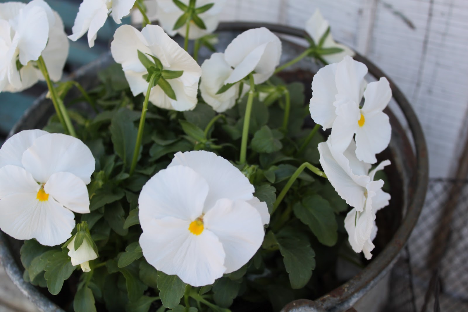 52 FLEA: Bucket of White Pansies