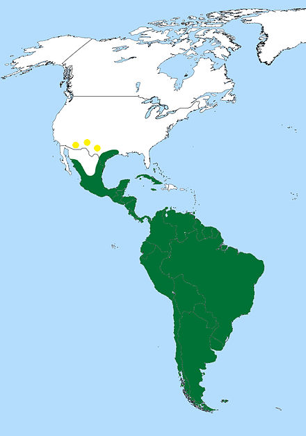 Cannundrums: Neotropic Cormorant