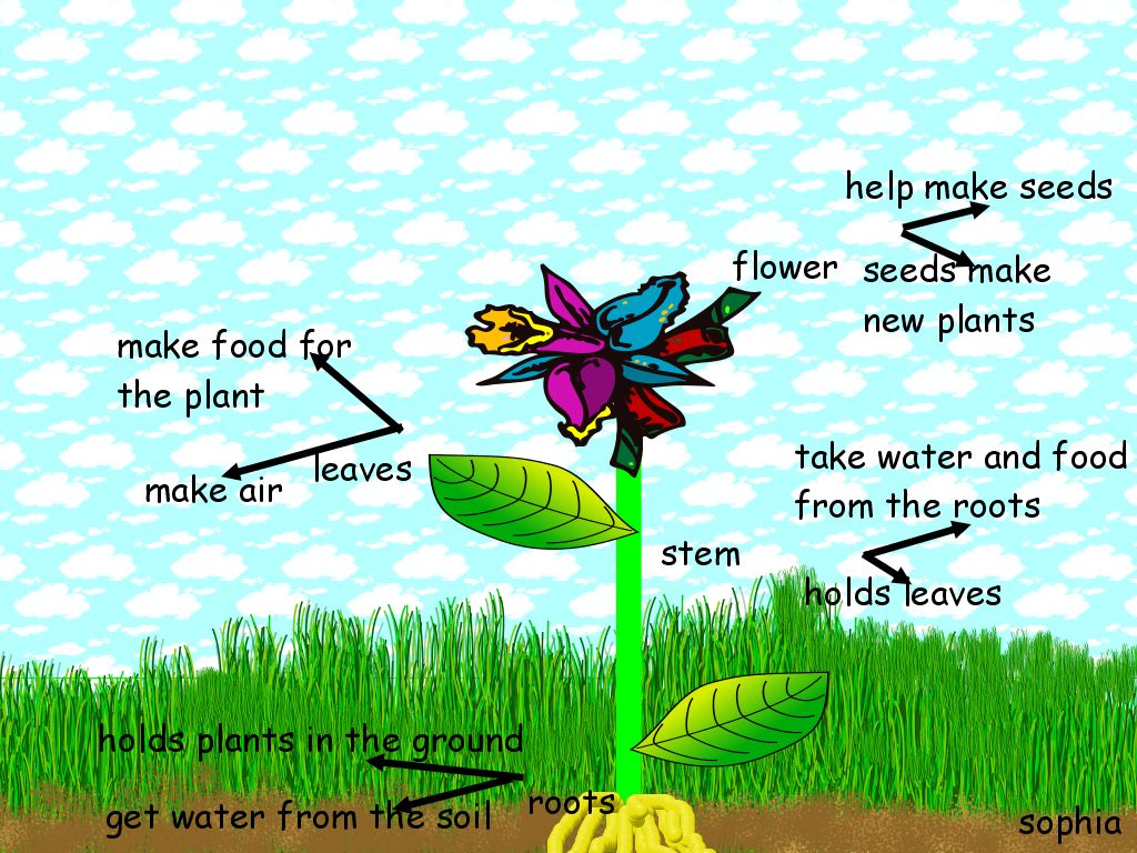 Bishop s Blackboard An Elementary Education Blog Plant Parts And bishop-s-blackboard-an-elementary-education-blog-plant-parts-and