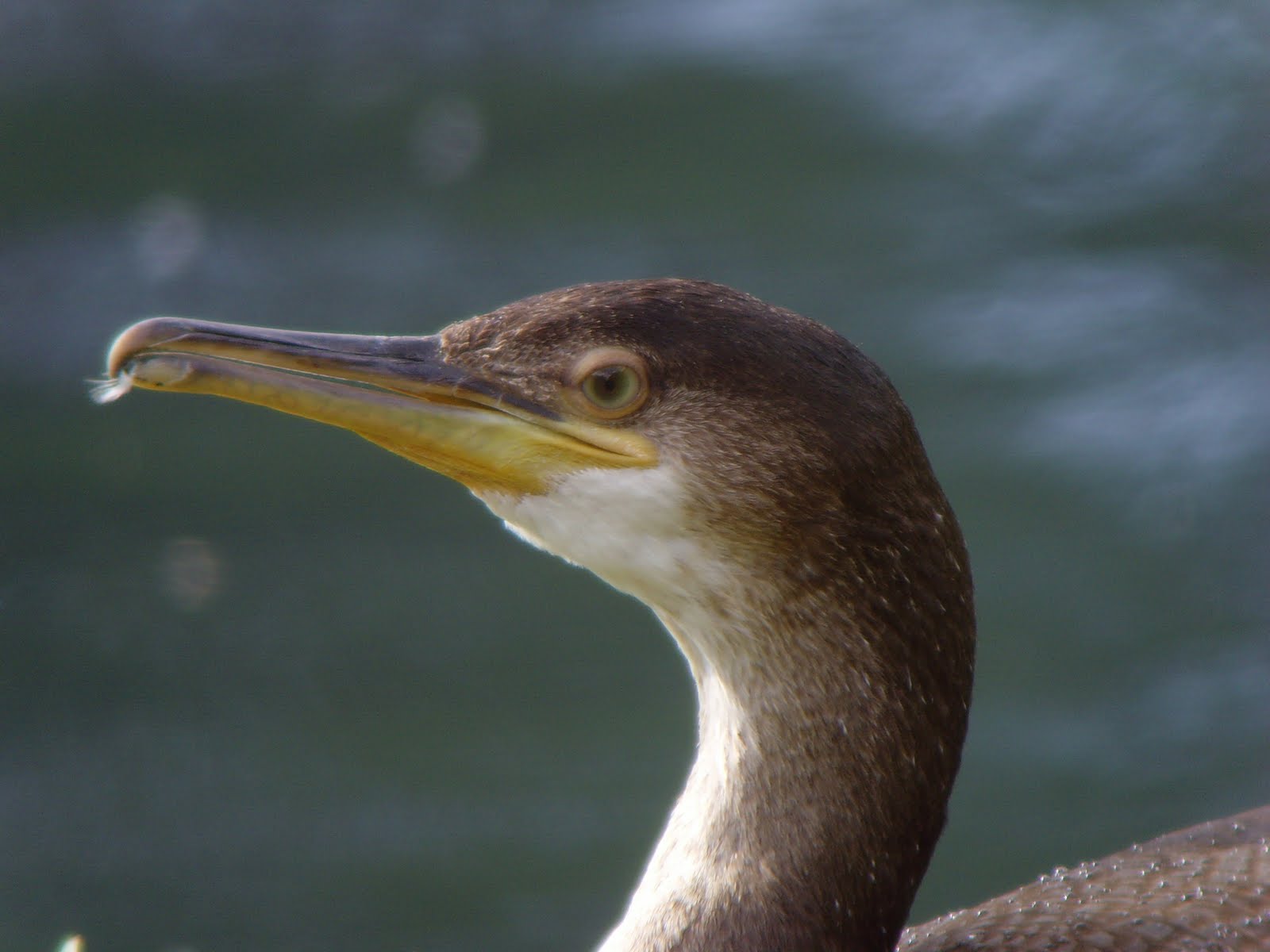 Archie's Peaky Birders Blog: EUROPEAN SHAG in Staffordshire