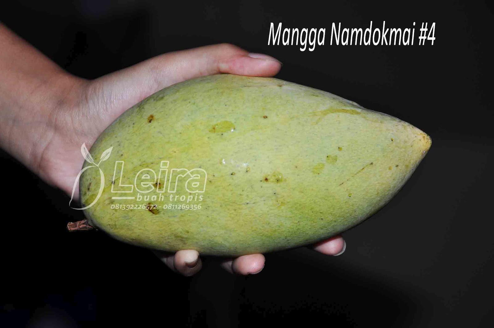 Mangga Namdokmai #4 asal Thailand ~ Leira Buah Tropis