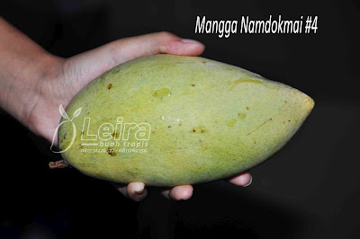 Mangga Namdokmai #4 asal Thailand ~ Leira Buah Tropis