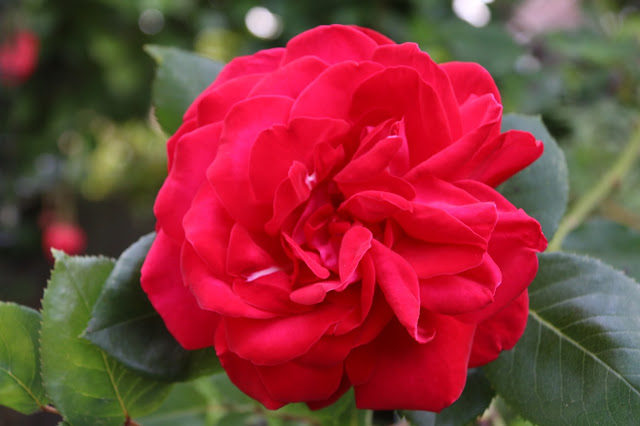 JibberJabberUK: The London Garden