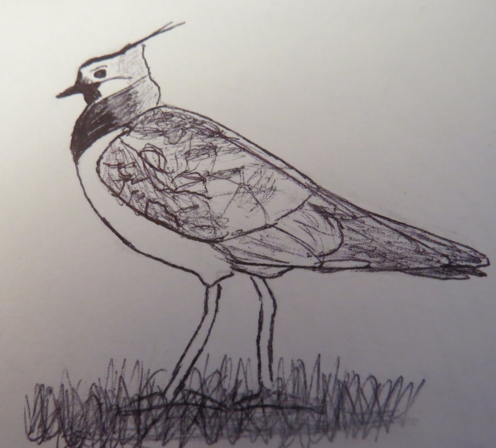 The Autistic Naturalist: How To Draw: Wading Birds