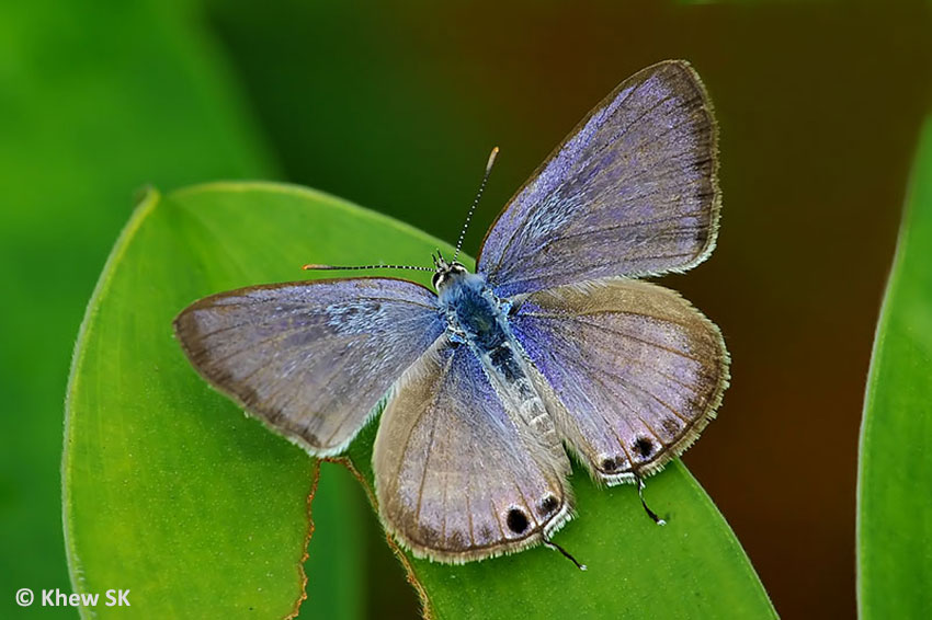 Butterflies of Singapore: Butterfly Photography at Our Local Parks ...