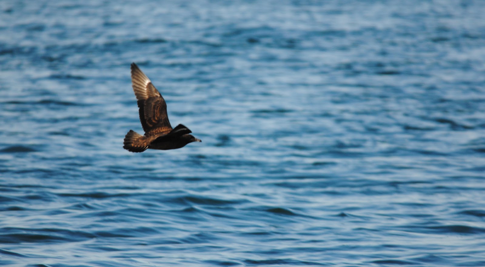 Bonxie (Great Skua) - Serenity Farne Islands Boat Tours and Trips
