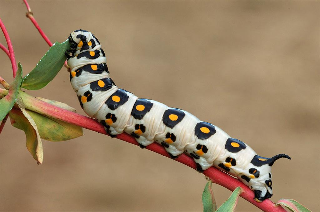 . B i c h o s .: Esfinge mediterranea