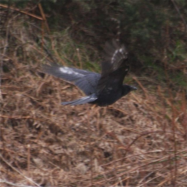 Morgithology: White-winged crows