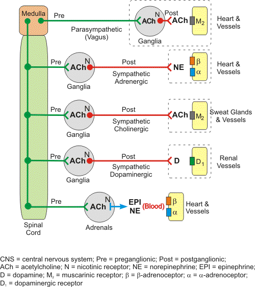 PHARMACOLOGY: AUTONOMIC NERVOUS SYSTEM(ANS)