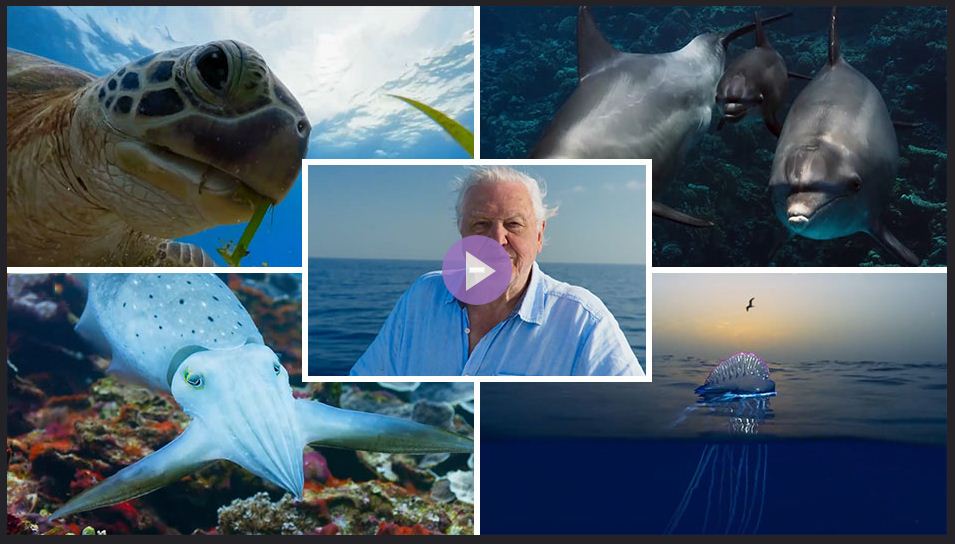 TV SERIES : ඩේවිඩ් ඇටෙන්බරෝගේ Blue Planet 2 ලඟදීම!!