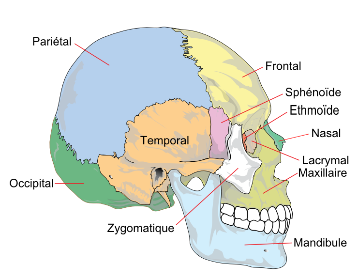 Anatomie de l'appareil locomoteur (ostéologie) | Récap' IDE