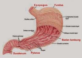 inta: Istilah Anatomi Lambung