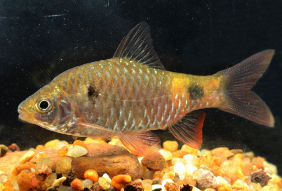 Indian Biodiversity Talks: Citron barb, a new barb species, spotted ...