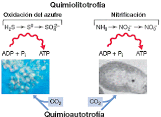 Aislamiento de Thiobacillus sp: octubre 2011