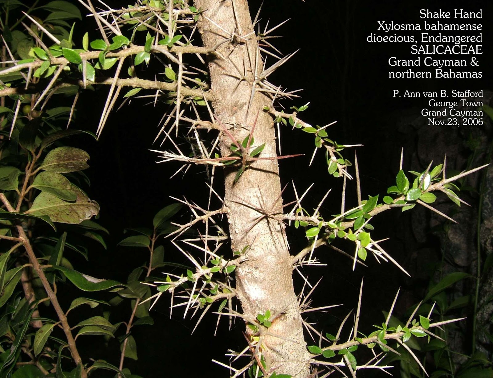 CaymANNature: Spiny Confus'em and the Shake Hand Trees