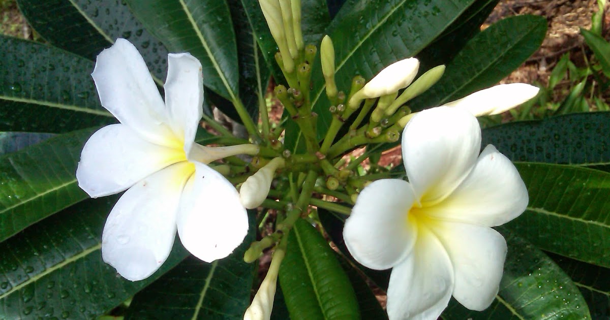 JUAL POHON KAMBOJA BUNGA PUTIH | JUAL TANAMAN HIAS MURAH | TUKANG TAMAN ...