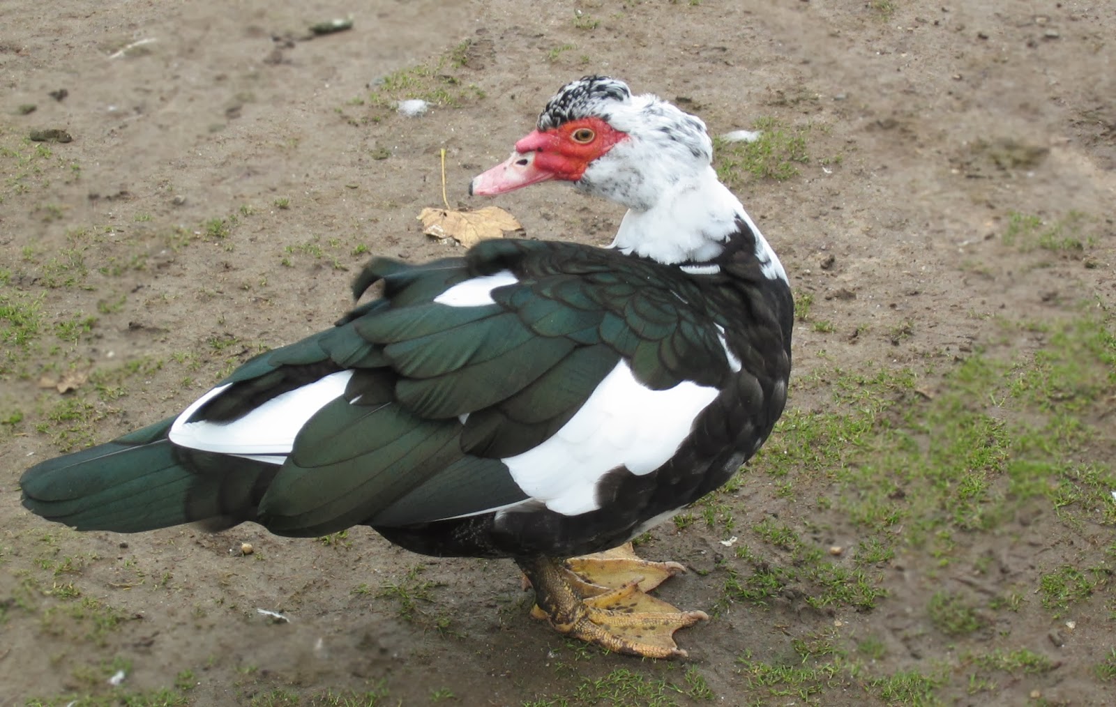 Birds That Cannot Fly ~ Explore Amazing World