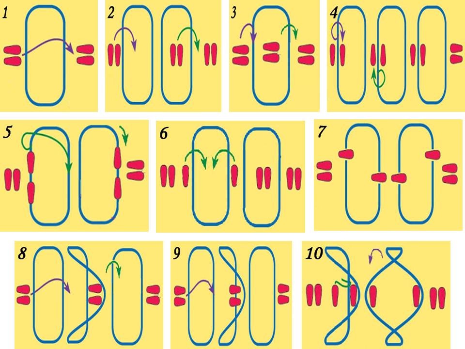 JUEGOS (TAFAD): El Elástico