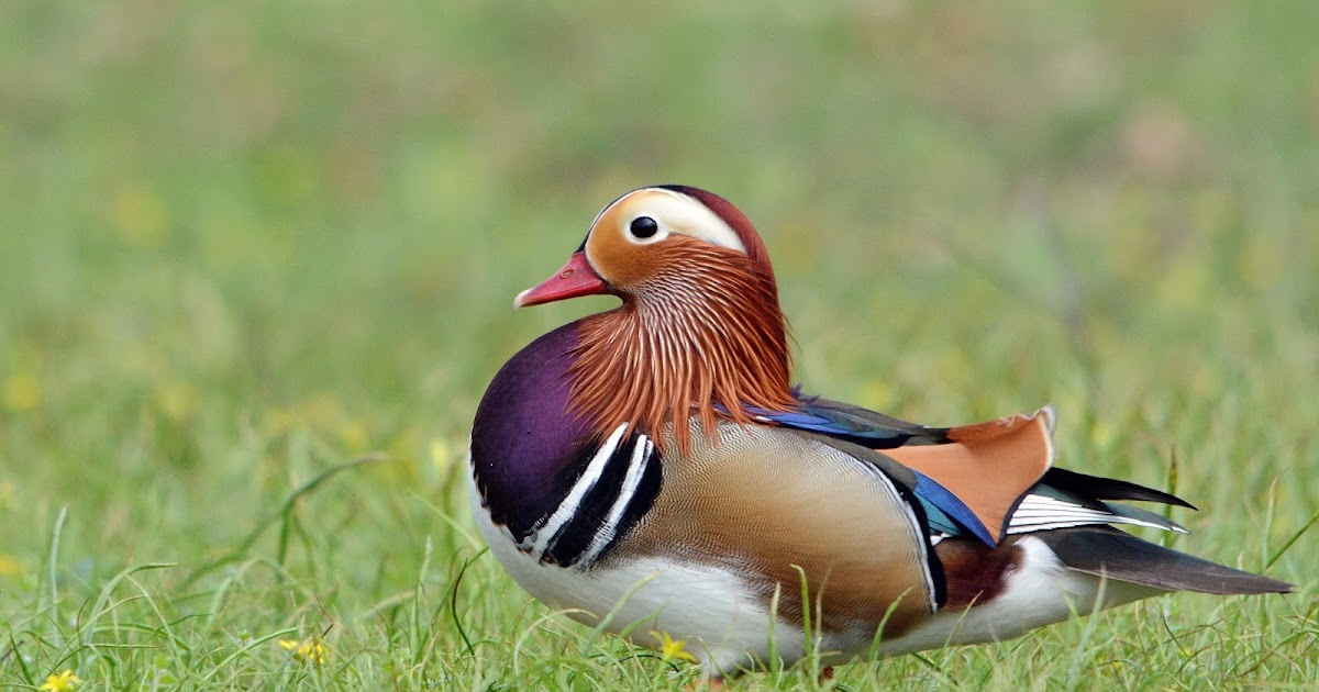 Fauna i Flora Puszczy Białowieskiej: Mandarynka - Aix galericulata