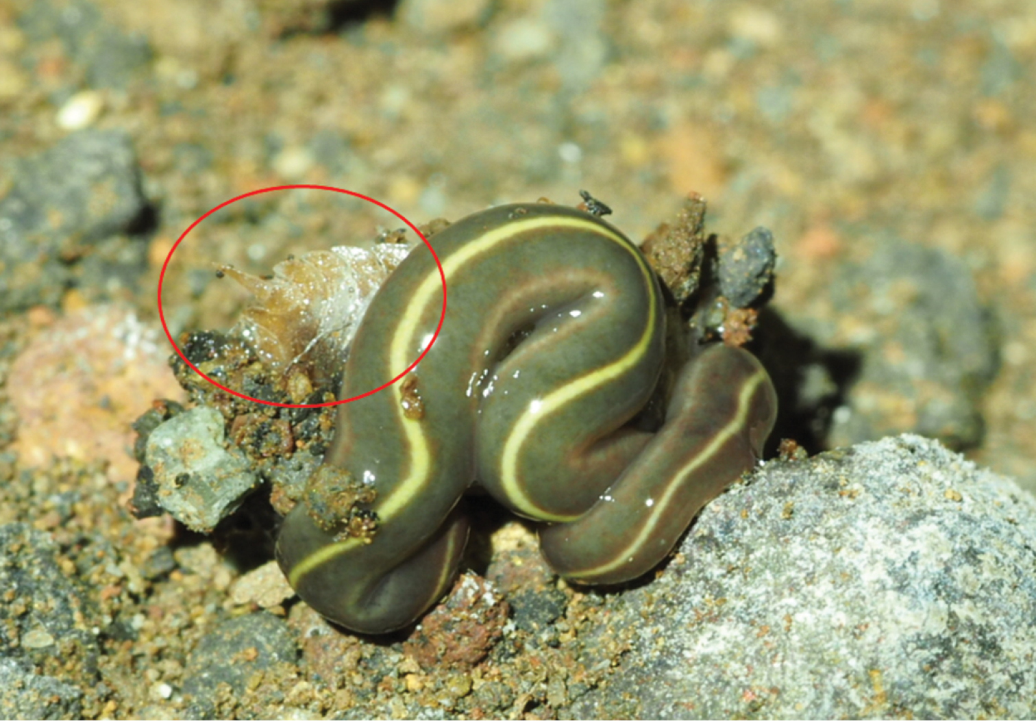 La Biología Subterránea: un mundo por descubrir: Invasor subterráneo en ...