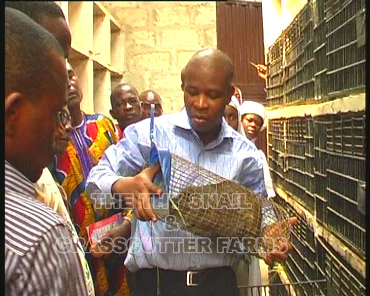 Creating Wealth Through Snail and Grasscutter Farming in Nigeria: Cane ...