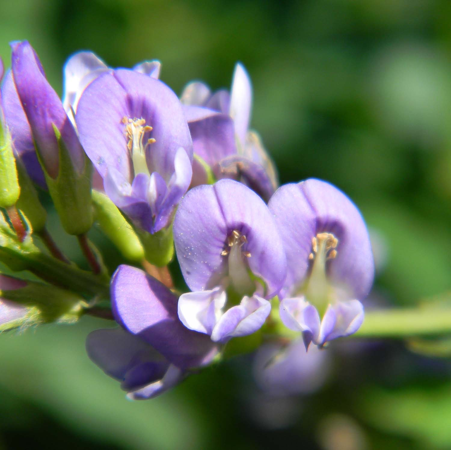Owyhee Agriculture: Flowers