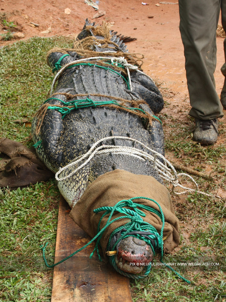 Nilwala River Crocodile captured | Images Gallery