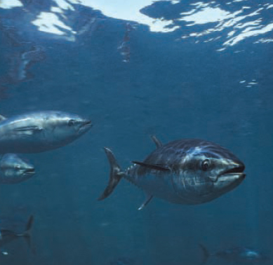 Tuna ~ Aquatic Animals