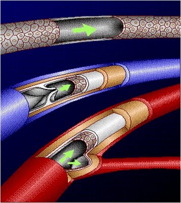 Zat Perantara Kimiawi Endothelins (ET) pada Sel Endotel