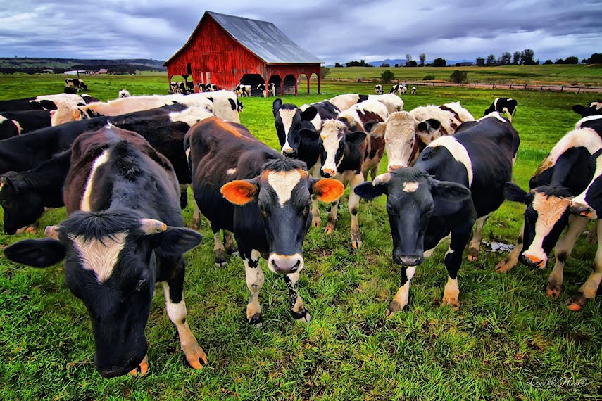 Our Cloverdale: The Muller's Curious Cows