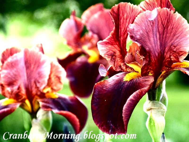 Cranberry Morning: Vintage Rusty Stuff, Rust-Colored Iris