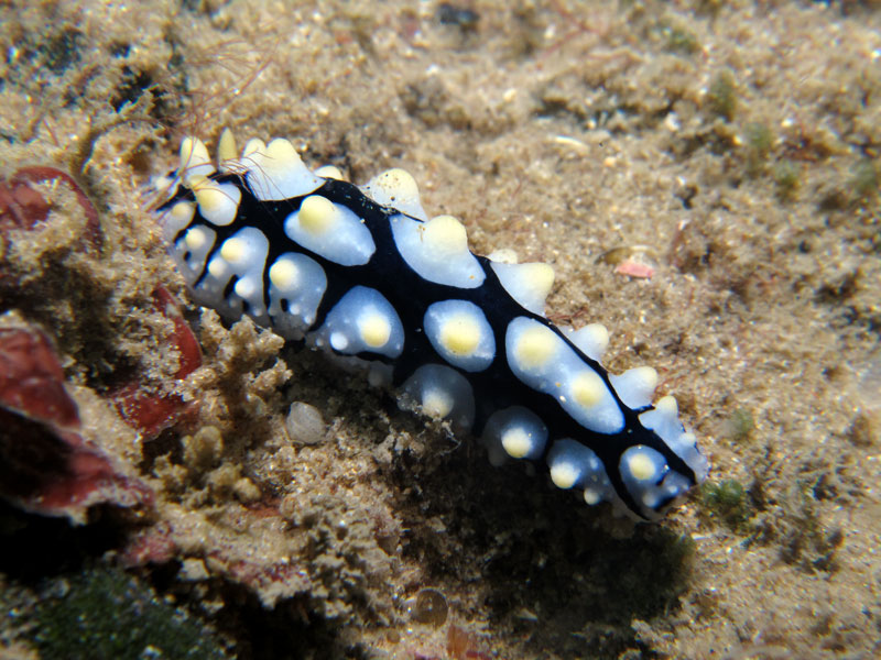 Nudibranchs Species