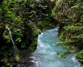 Skinner Sightings: The Enchanted Valley, Olympic National Park