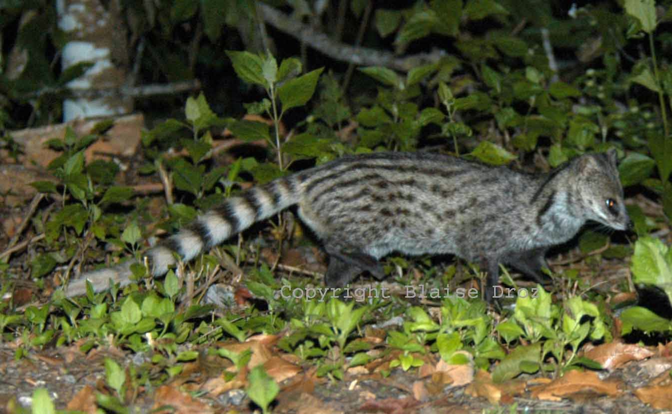 Ragam Hewan Dunia: Musang Rase