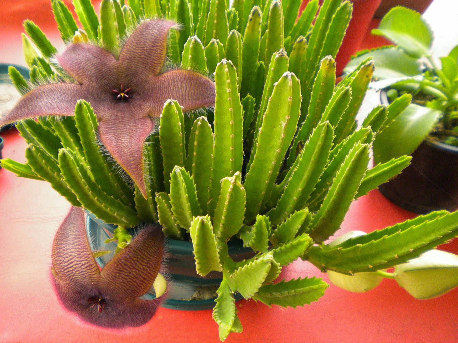 tutuna mituna: Stapelia / Flor estrella